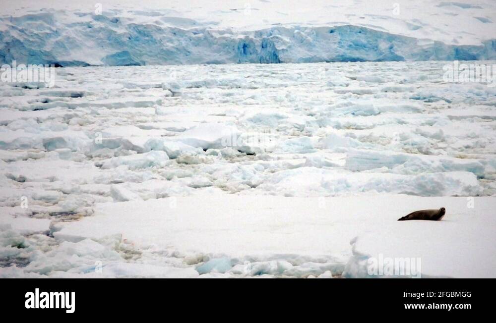 Ice seal Stock Videos & Footage - HD and 4K Video Clips - Alamy