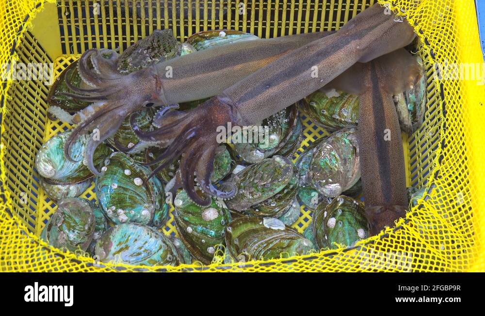 Seashell abalone Stock Videos & Footage - HD and 4K Video Clips - Alamy