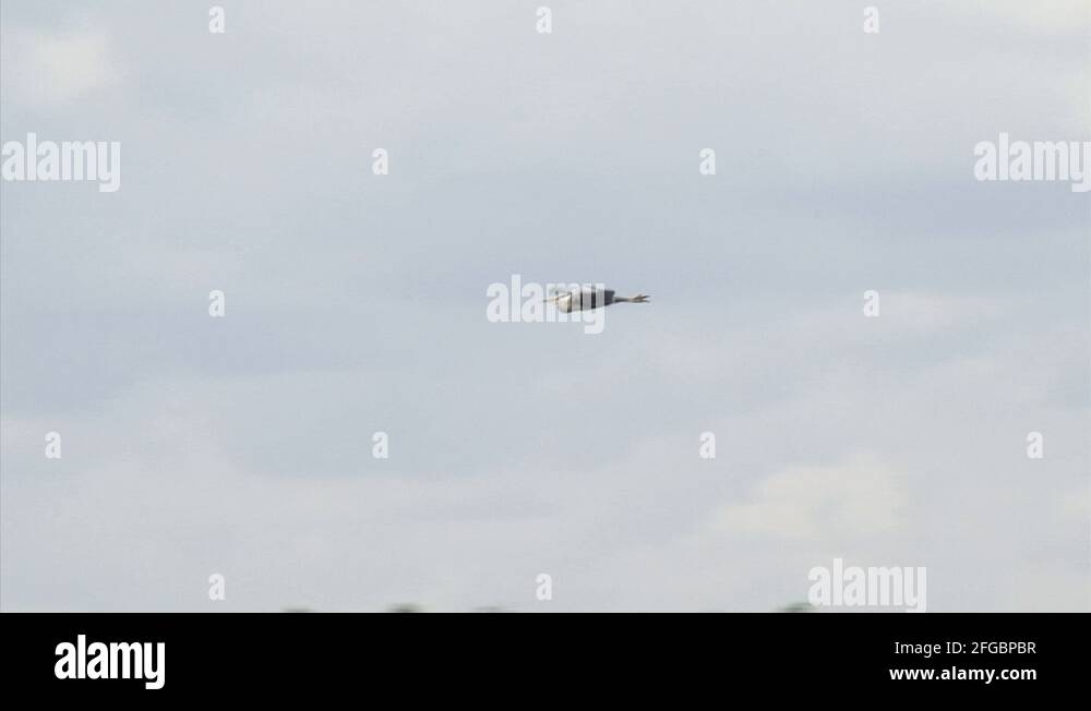 Neck in an s shape in flight Stock Videos & Footage - HD and 4K Video ...