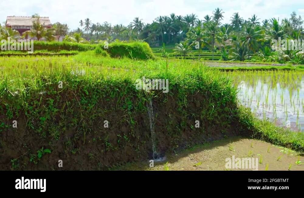 Agriculture rice paddy irrigation water Stock Videos & Footage - HD and ...