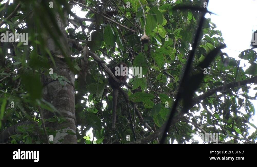 Red Titi Monkey sit in tree feeding in the amazon rainforest Stock ...
