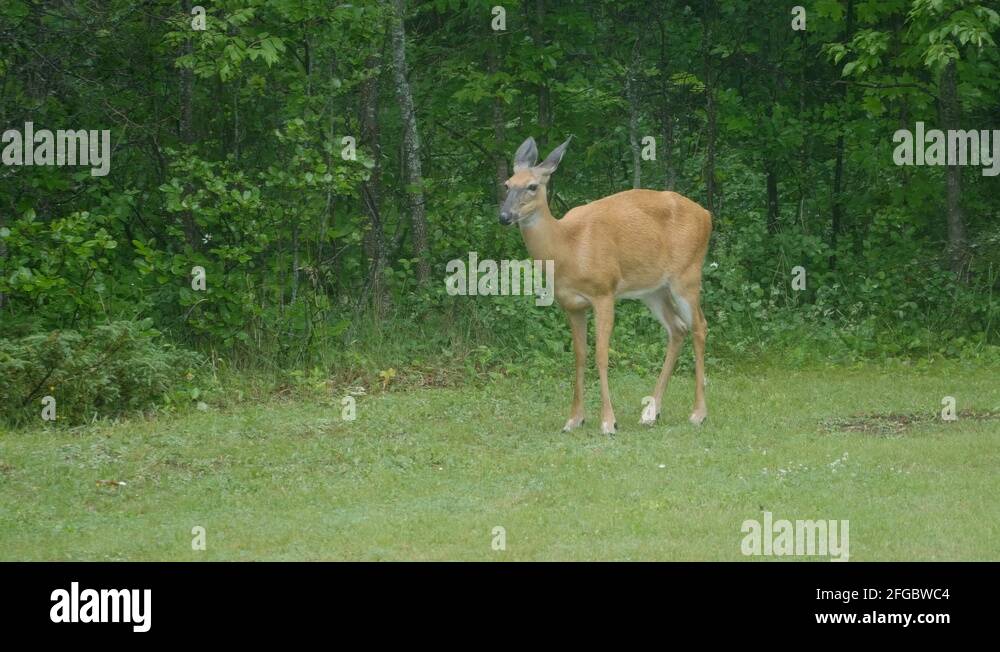 White tailed deer fawn jumping Stock Videos & Footage - HD and 4K Video ...