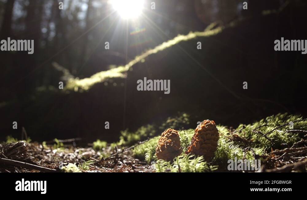 Pine cone falling Stock Videos & Footage - HD and 4K Video Clips - Alamy