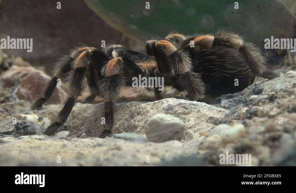 Tarantula brachypelma smithi spider Stock Videos & Footage - HD and 4K ...