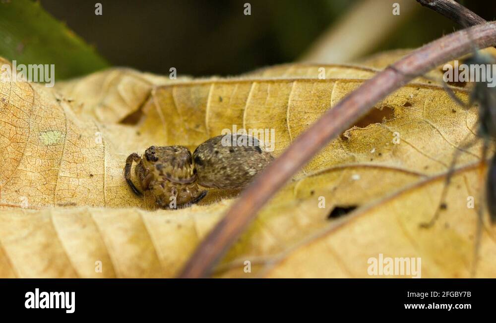 Predatory Wasp Examining her Recent Prey. Video 1920x1080 Stock Video ...