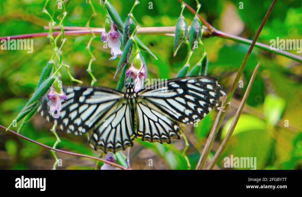 Specimen of Common Mime Butterfly Alights Brierfly on a Flower Stock ...