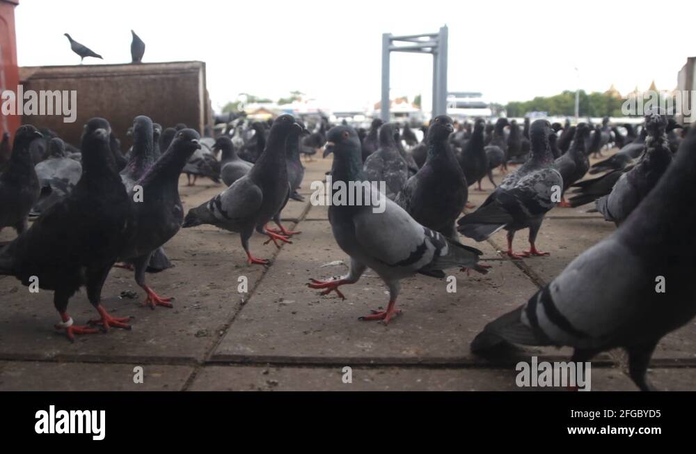 How to control pigeons Stock Videos & Footage - HD and 4K Video Clips ...
