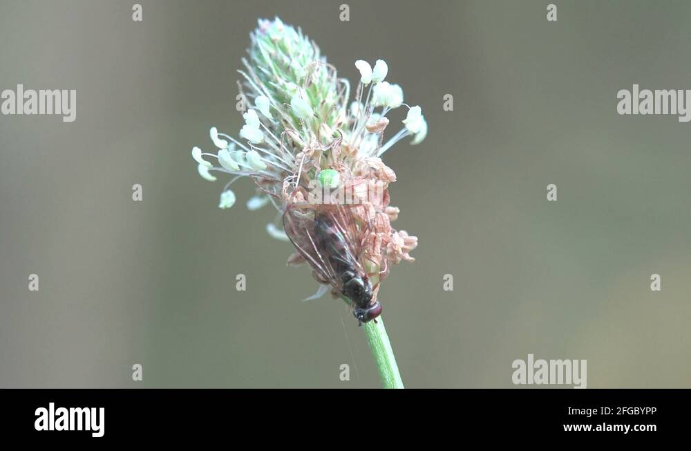 Captured fly insect Stock Videos & Footage - HD and 4K Video Clips - Alamy