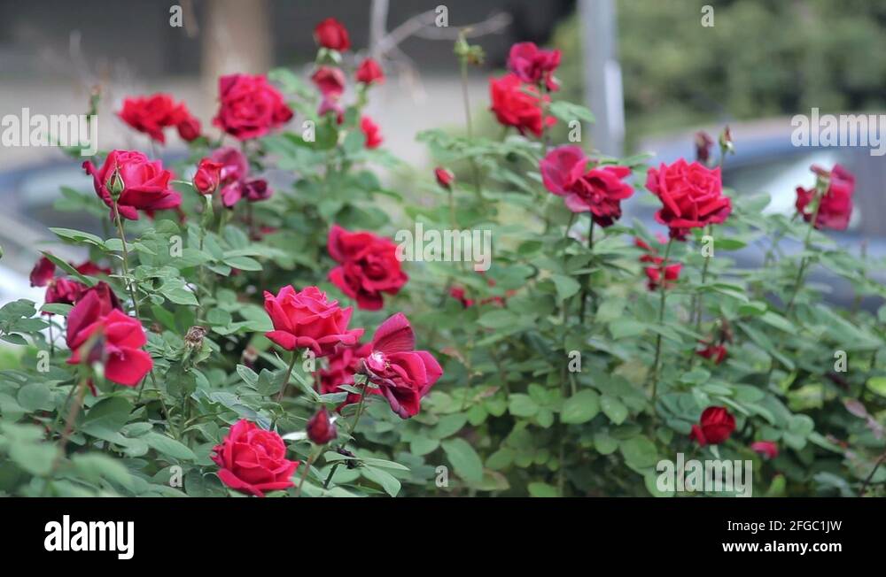 Shrub rose or roses Stock Videos & Footage - HD and 4K Video Clips - Alamy