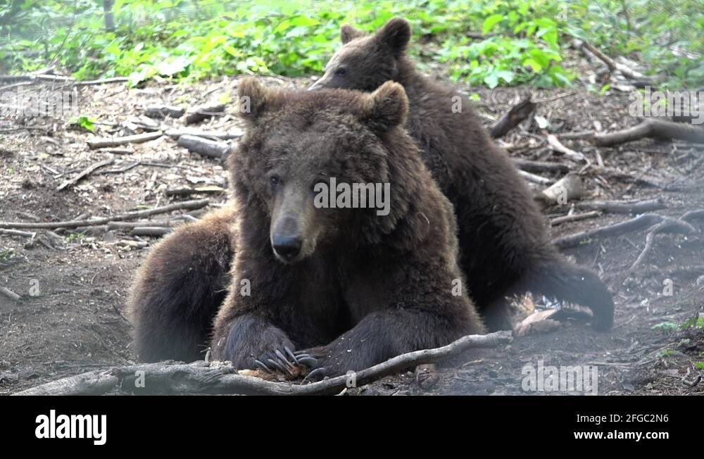Black bear mother bear and cub Stock Videos & Footage - HD and 4K Video ...