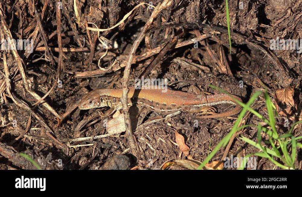 Hidden face tree Stock Videos & Footage - HD and 4K Video Clips - Alamy