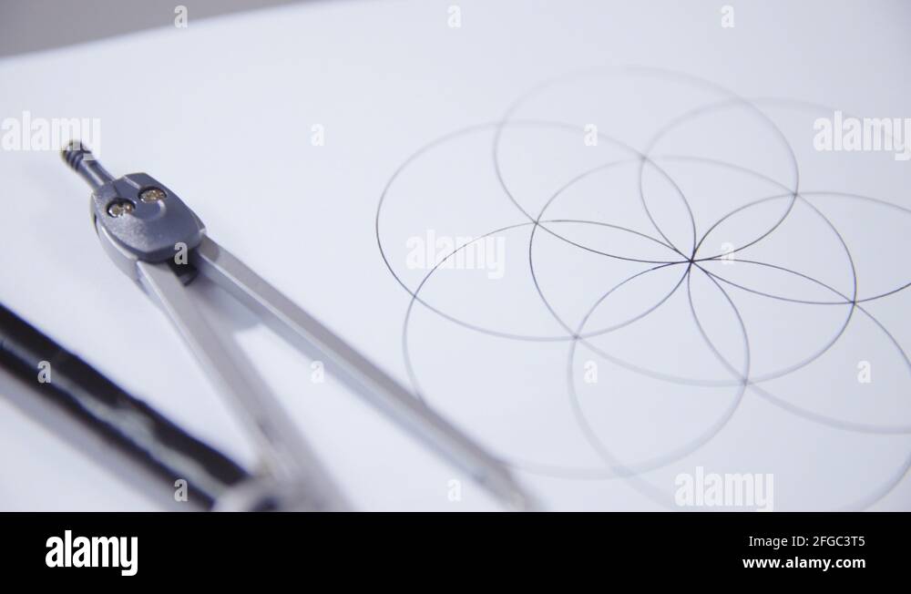 Compass flower Stock Videos & Footage - HD and 4K Video Clips - Alamy