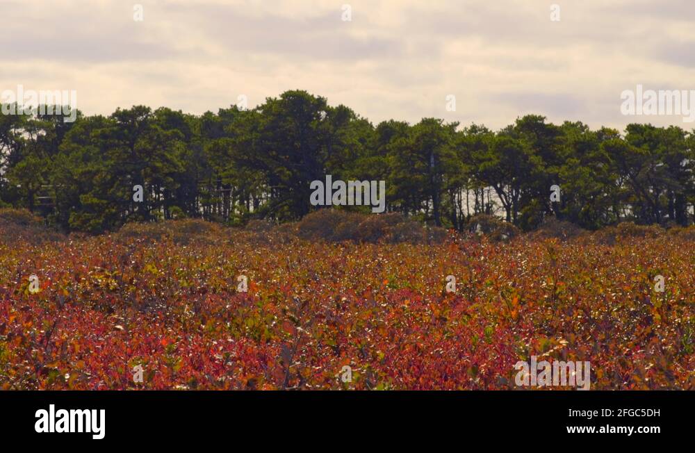 Scene moors Stock Videos & Footage - HD and 4K Video Clips - Alamy