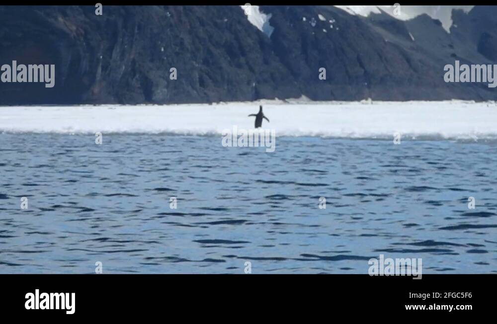 Penguin running Stock Videos & Footage - HD and 4K Video Clips - Alamy