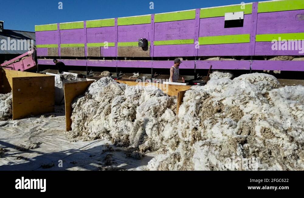 Sheep fleece wool shear Stock Videos & Footage - HD and 4K Video Clips ...