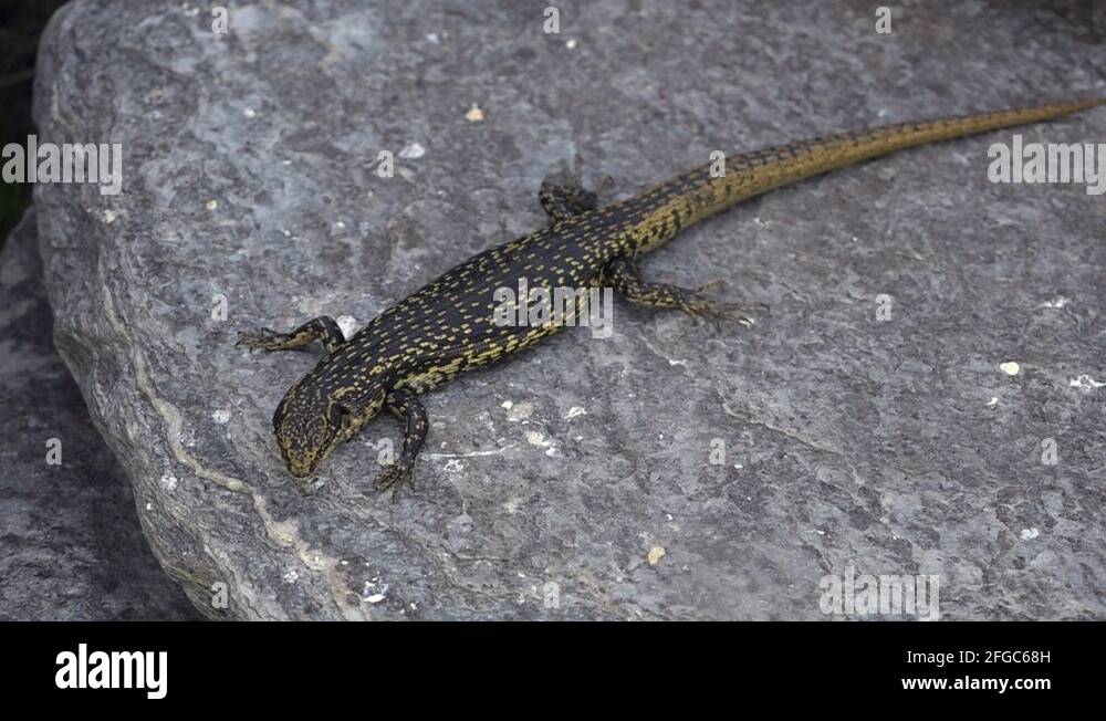 Otago skink Stock Videos & Footage - HD and 4K Video Clips - Alamy