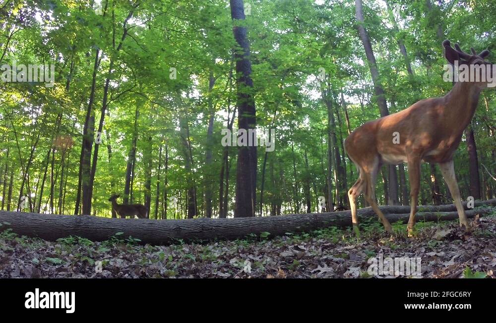 Buck tail Stock Videos & Footage - HD and 4K Video Clips - Alamy