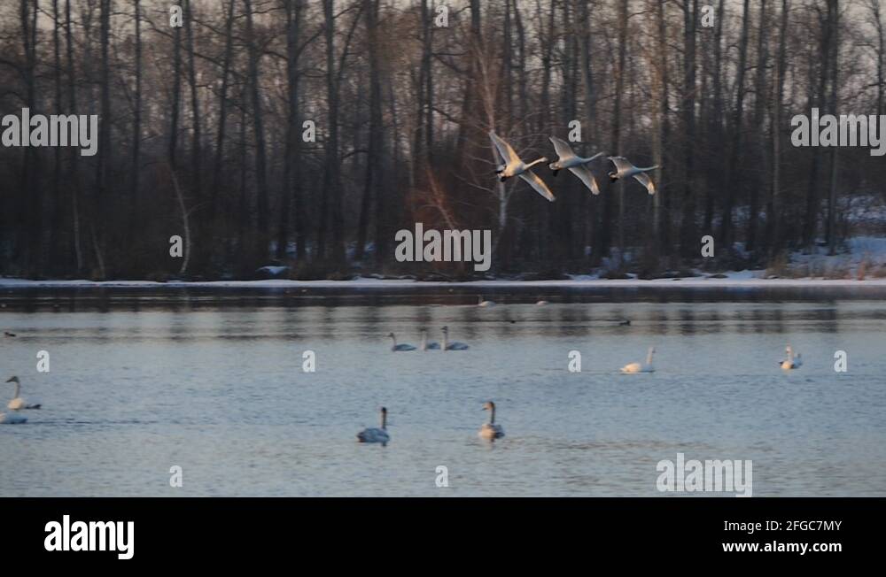 Winter swan Stock Videos & Footage - HD and 4K Video Clips - Alamy