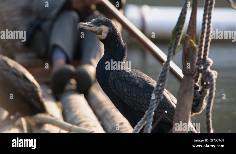 Animal raft Stock Videos & Footage - HD and 4K Video Clips - Alamy