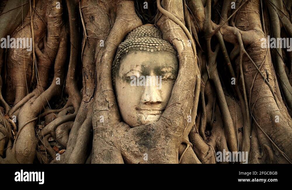 Thailand ayutthaya sacred tree Stock Videos & Footage - HD and 4K Video ...