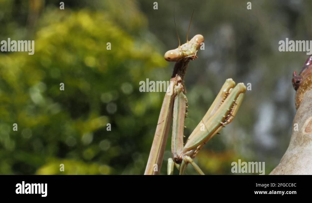 Australian praying mantis Stock Videos & Footage - HD and 4K Video ...