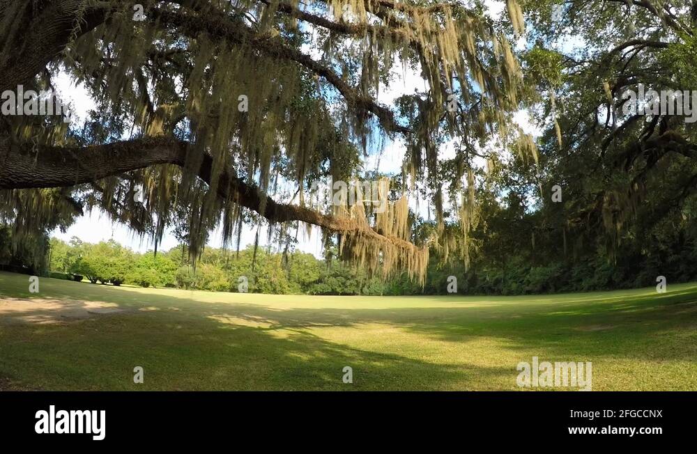 Moss on the oak tree Stock Videos & Footage - HD and 4K Video Clips - Alamy