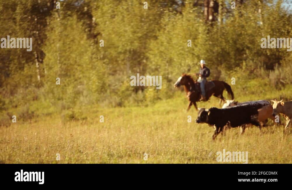 Cowboy with cows Stock Videos & Footage - HD and 4K Video Clips - Alamy