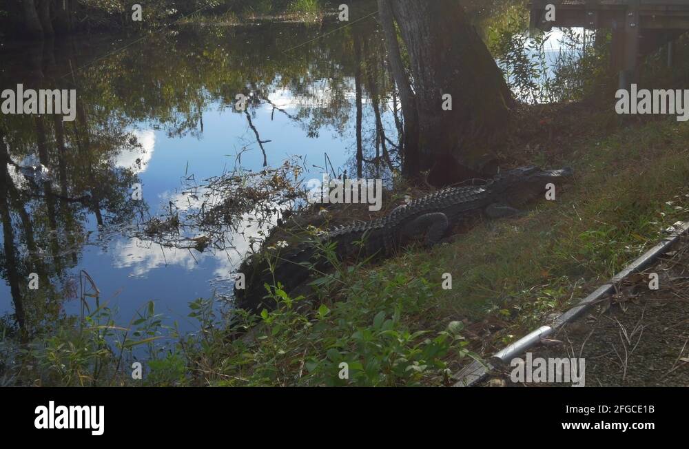 Alligator sitting Stock Videos & Footage - HD and 4K Video Clips - Alamy