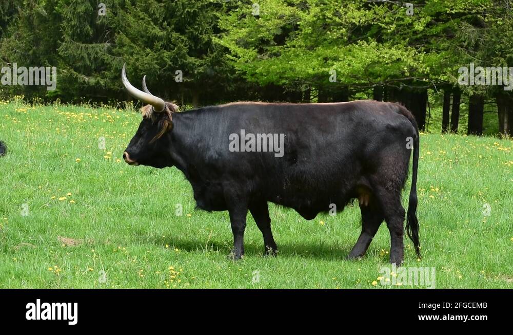 Heck cows Stock Videos & Footage - HD and 4K Video Clips - Alamy