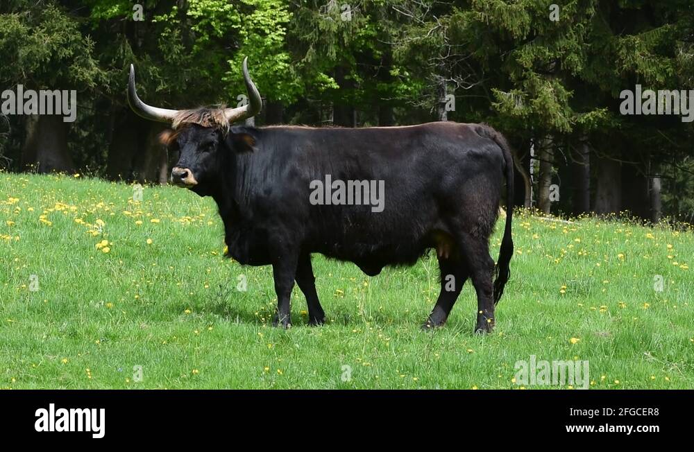 Prehistoric cow Stock Videos & Footage - HD and 4K Video Clips - Alamy