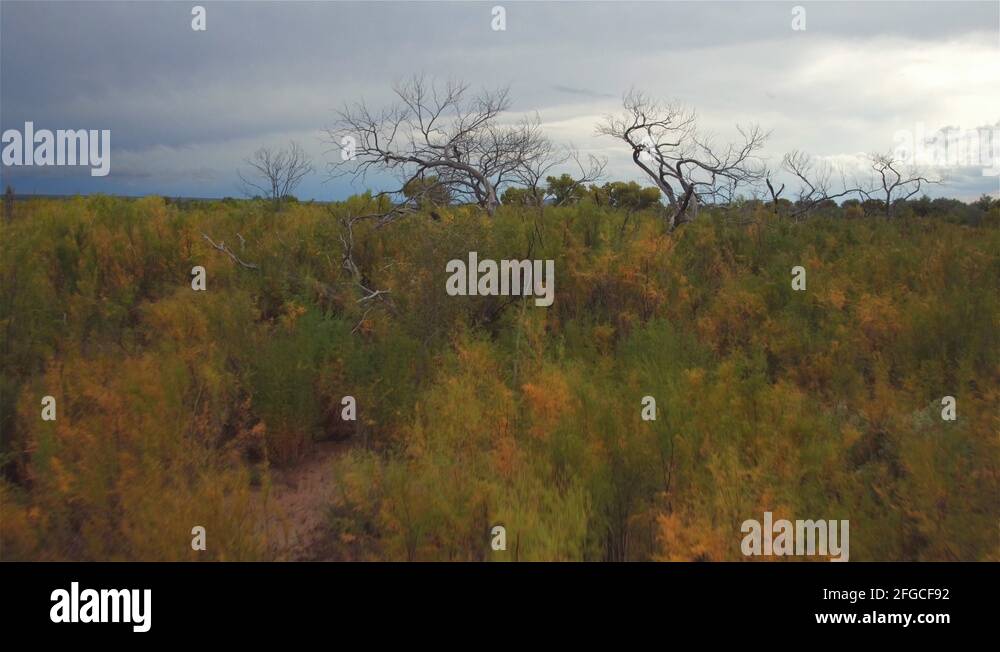 Beautiful bushland Stock Videos & Footage - HD and 4K Video Clips - Alamy