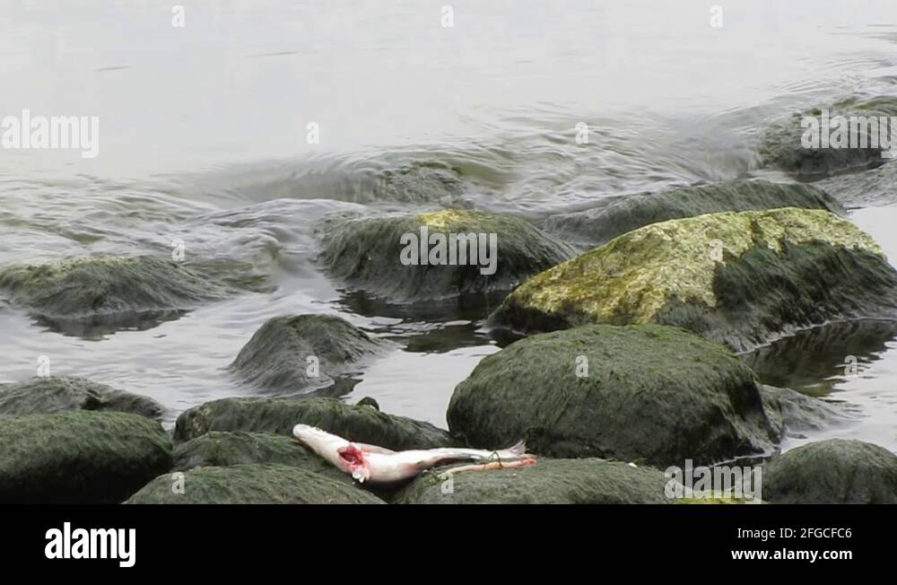 Innards Stock Videos & Footage - HD and 4K Video Clips - Alamy