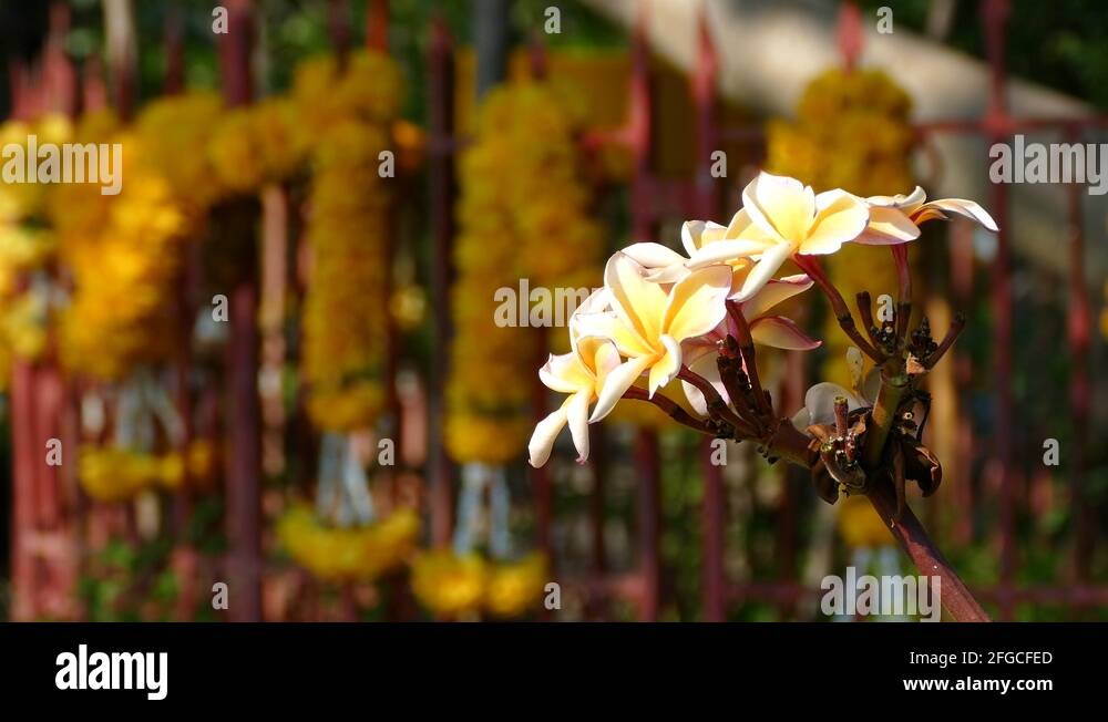 Spirituality flower garland Stock Videos & Footage - HD and 4K Video ...