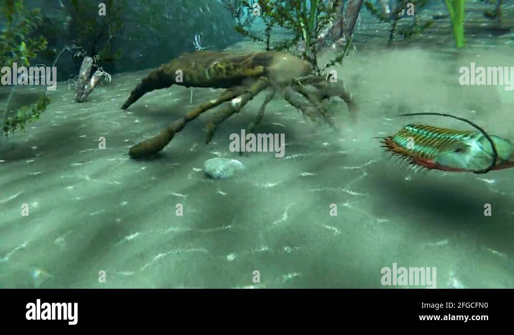 Trilobite illustration Stock Videos & Footage - HD and 4K Video Clips ...