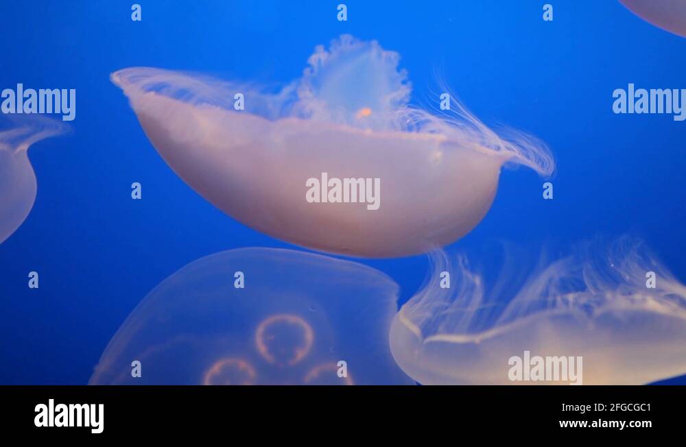 Wildlife brood Stock Videos & Footage - HD and 4K Video Clips - Alamy