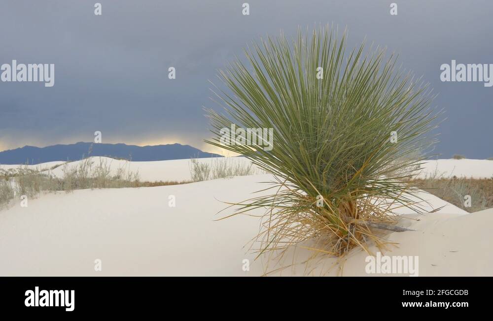 Sandy wind storm Stock Videos & Footage - HD and 4K Video Clips - Alamy