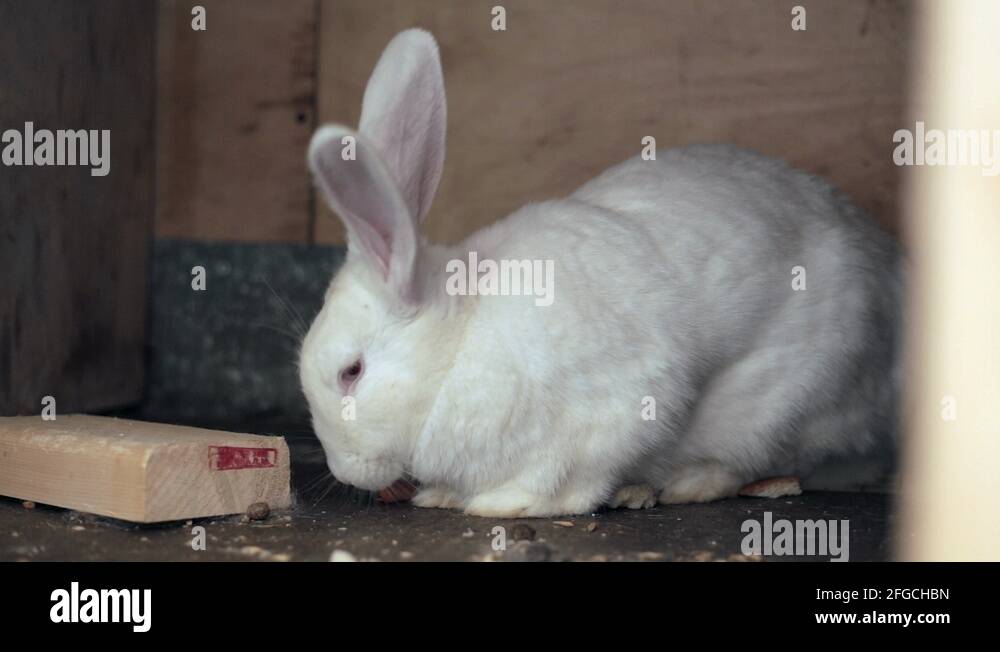 White rabbit eat Stock Videos & Footage - HD and 4K Video Clips - Alamy