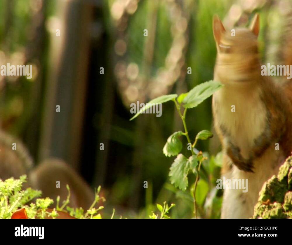 Funny squirrel looking camera Stock Videos & Footage - HD and 4K Video ...
