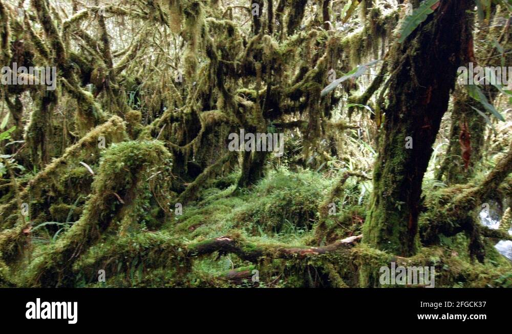 Dwarf forest Stock Videos & Footage - HD and 4K Video Clips - Alamy