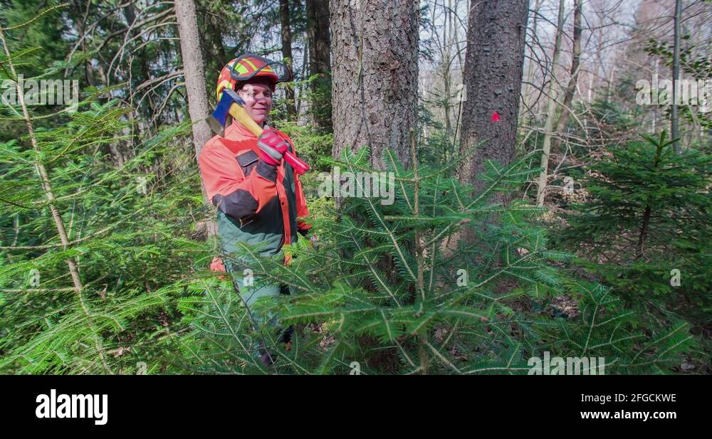 Checking with an axe if the tree is hollow Stock Video Footage - Alamy