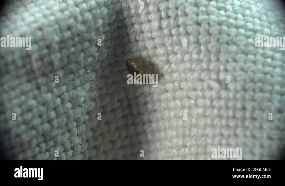 Bedbug insect parasite on the sheet in bed at night, macro Stock Video ...