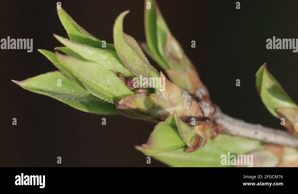 Budding leaf Stock Videos & Footage - HD and 4K Video Clips - Alamy