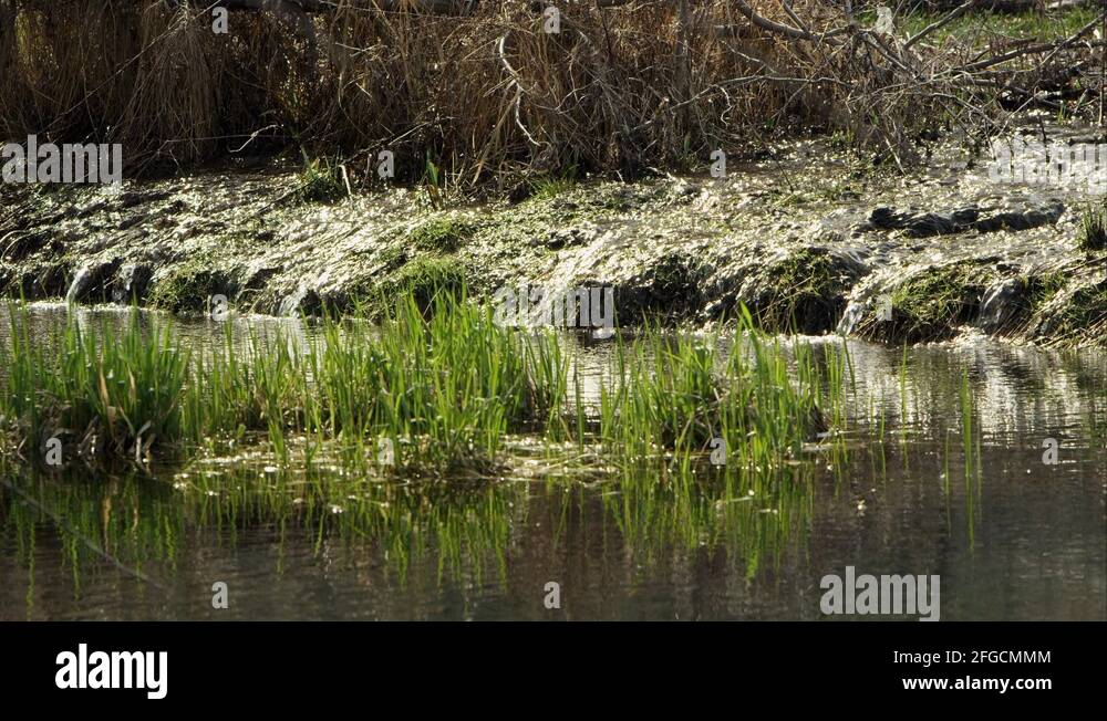 Water flowing into pond Stock Videos & Footage - HD and 4K Video Clips ...