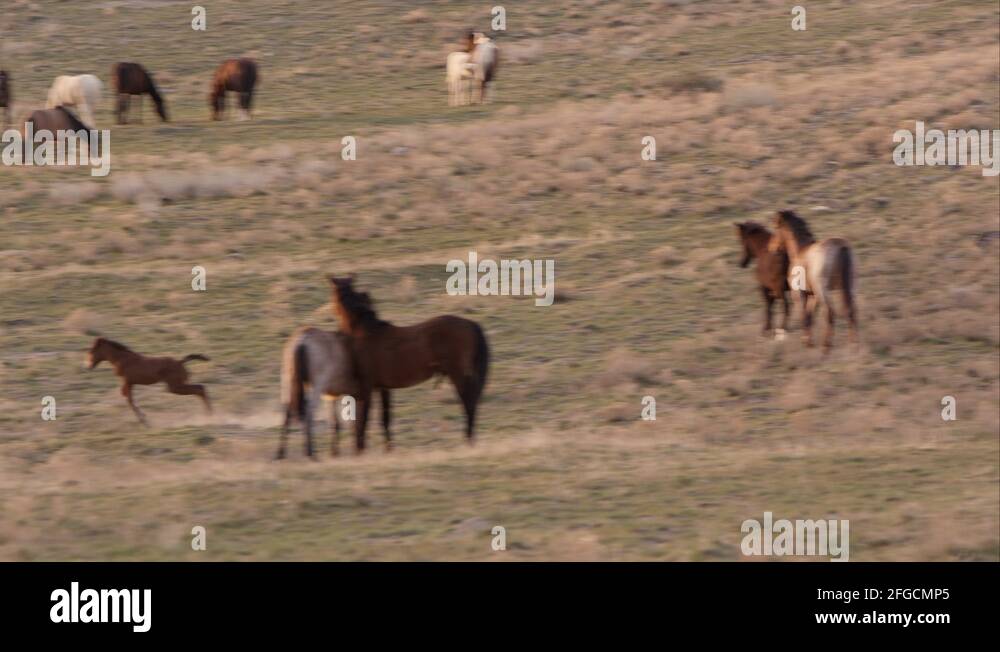 Pony view Stock Videos & Footage - HD and 4K Video Clips - Alamy