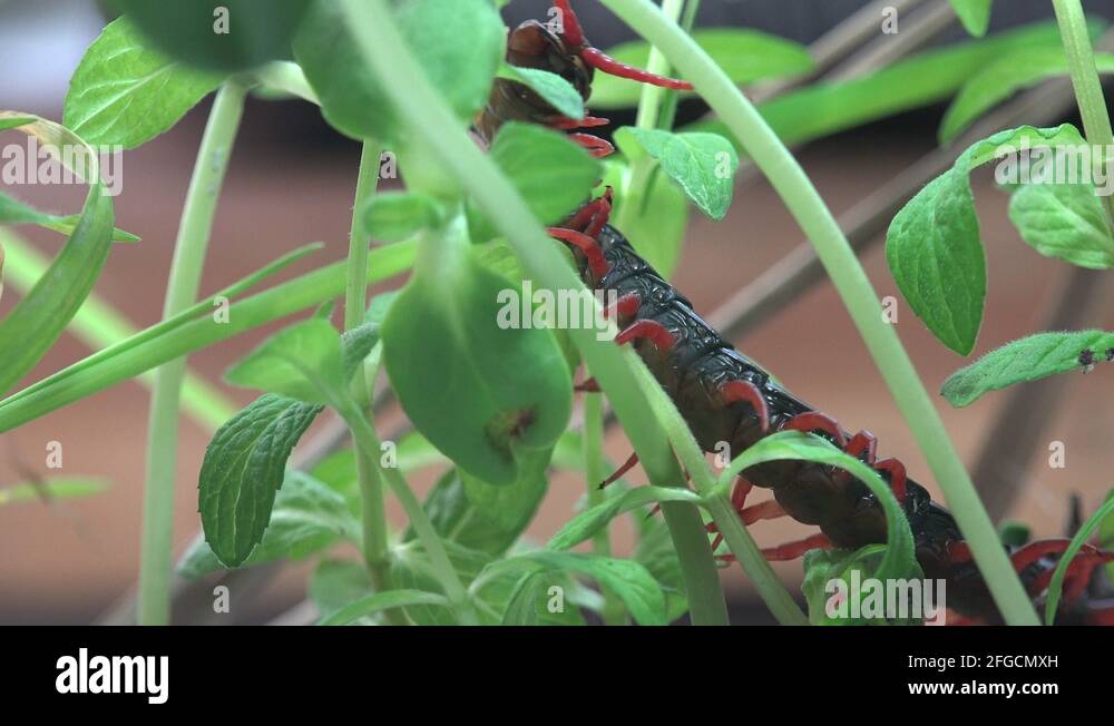 Black Scolopendra, Centipede insect macro red legs and hard shell Stock ...