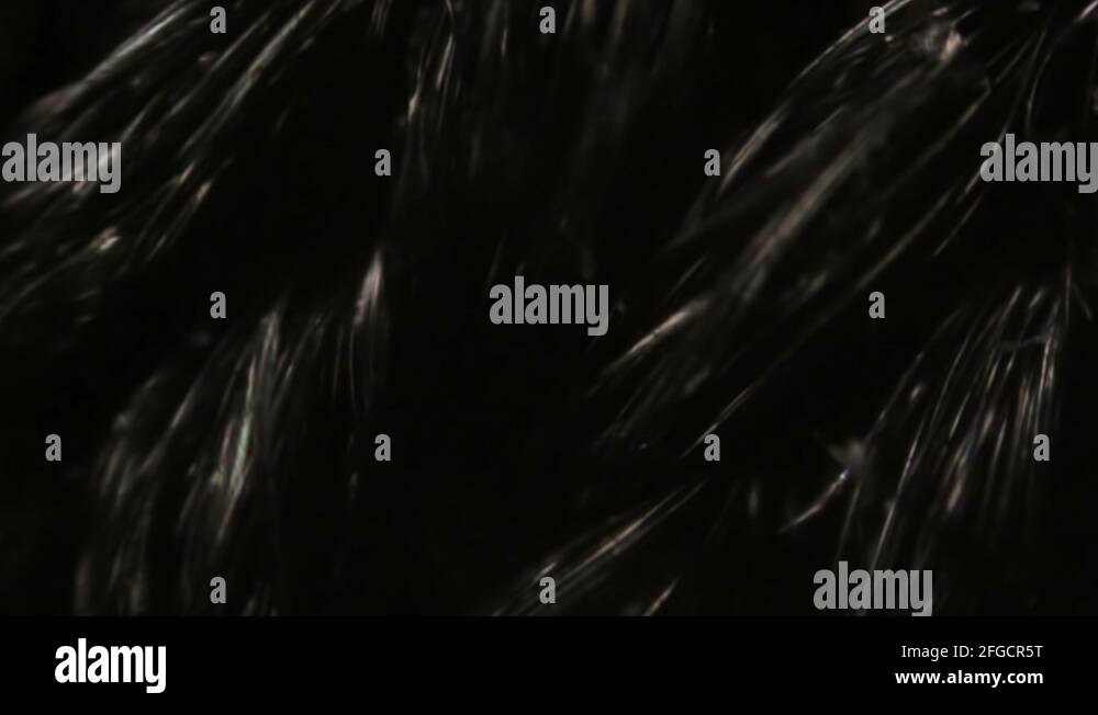 Black nylon mesh cloth fibers under the microscope Stock Video Footage ...