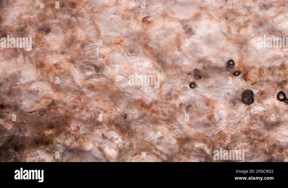 Tomato under the microscope Stock Video Footage - Alamy