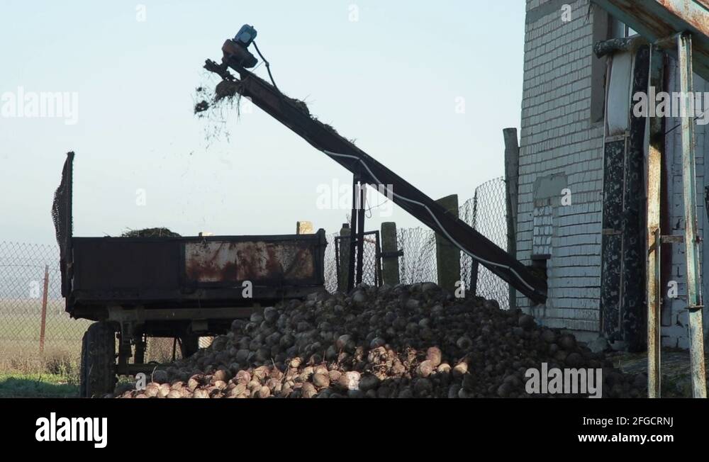 Hay Falling From Conveyor Line on Trailer in National Reserve Stock ...