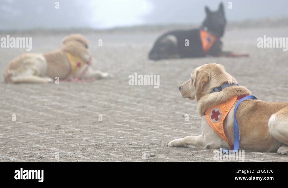 Search and rescue dogs Stock Videos & Footage - HD and 4K Video Clips ...