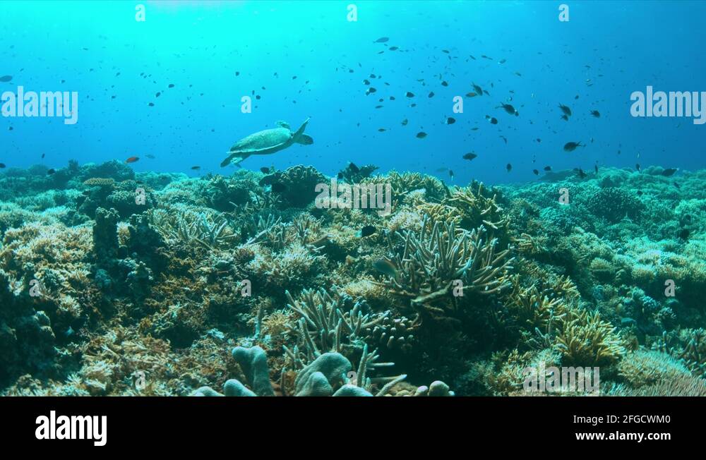 Hawksbill turtle swims over a Coral reef. 4K Stock Video Footage - Alamy